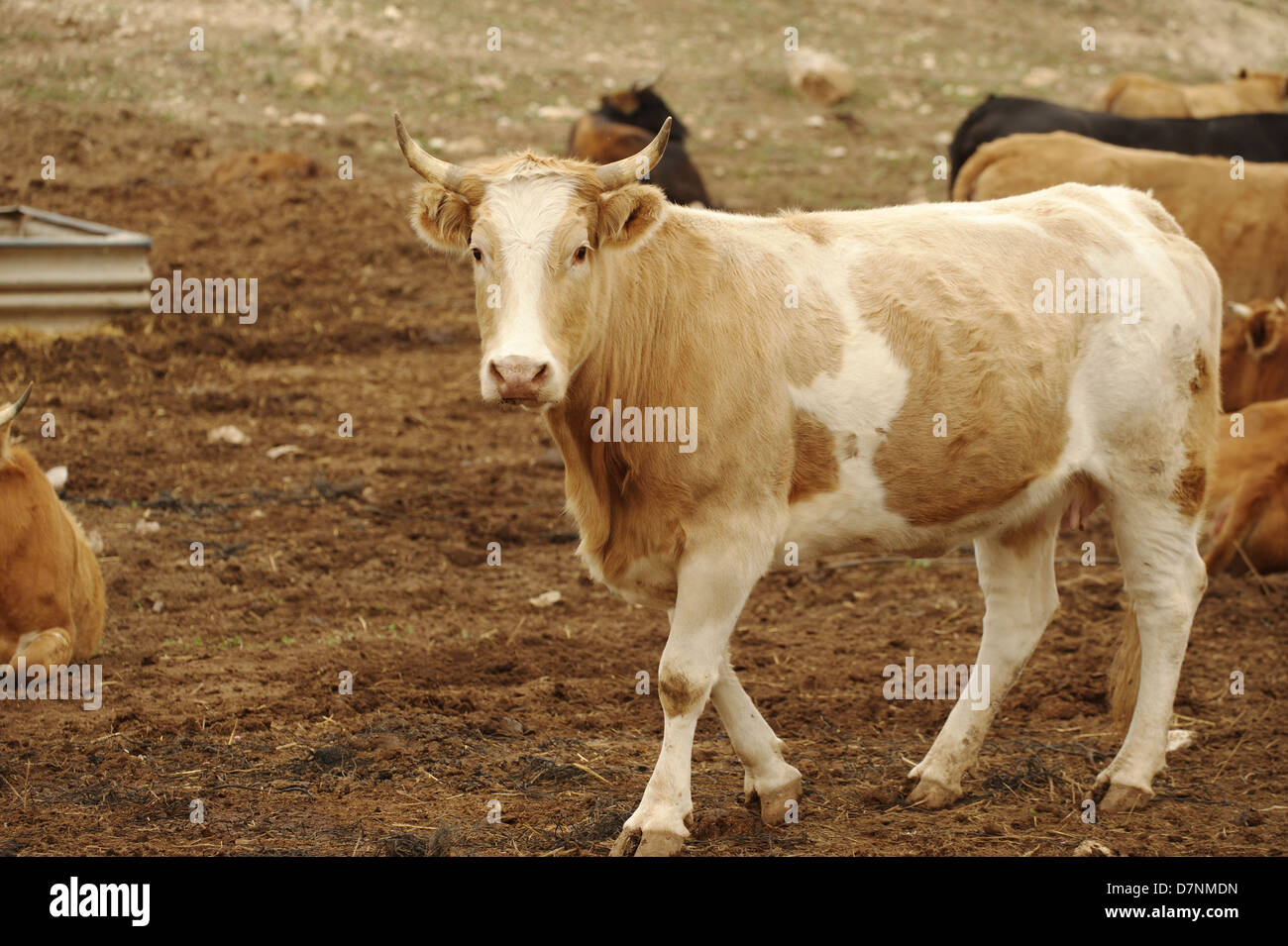 many cows in farmyard Stock Photo - Alamy