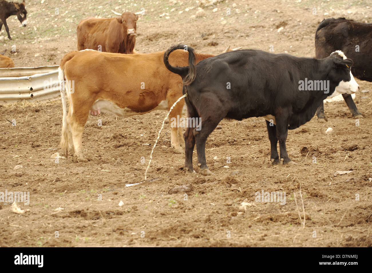 many cows in farmyard Stock Photo - Alamy