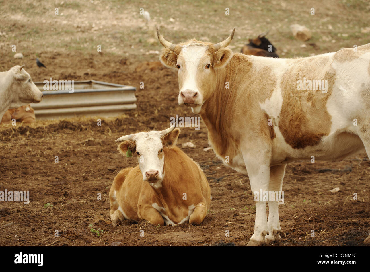 many cows in farmyard Stock Photo - Alamy