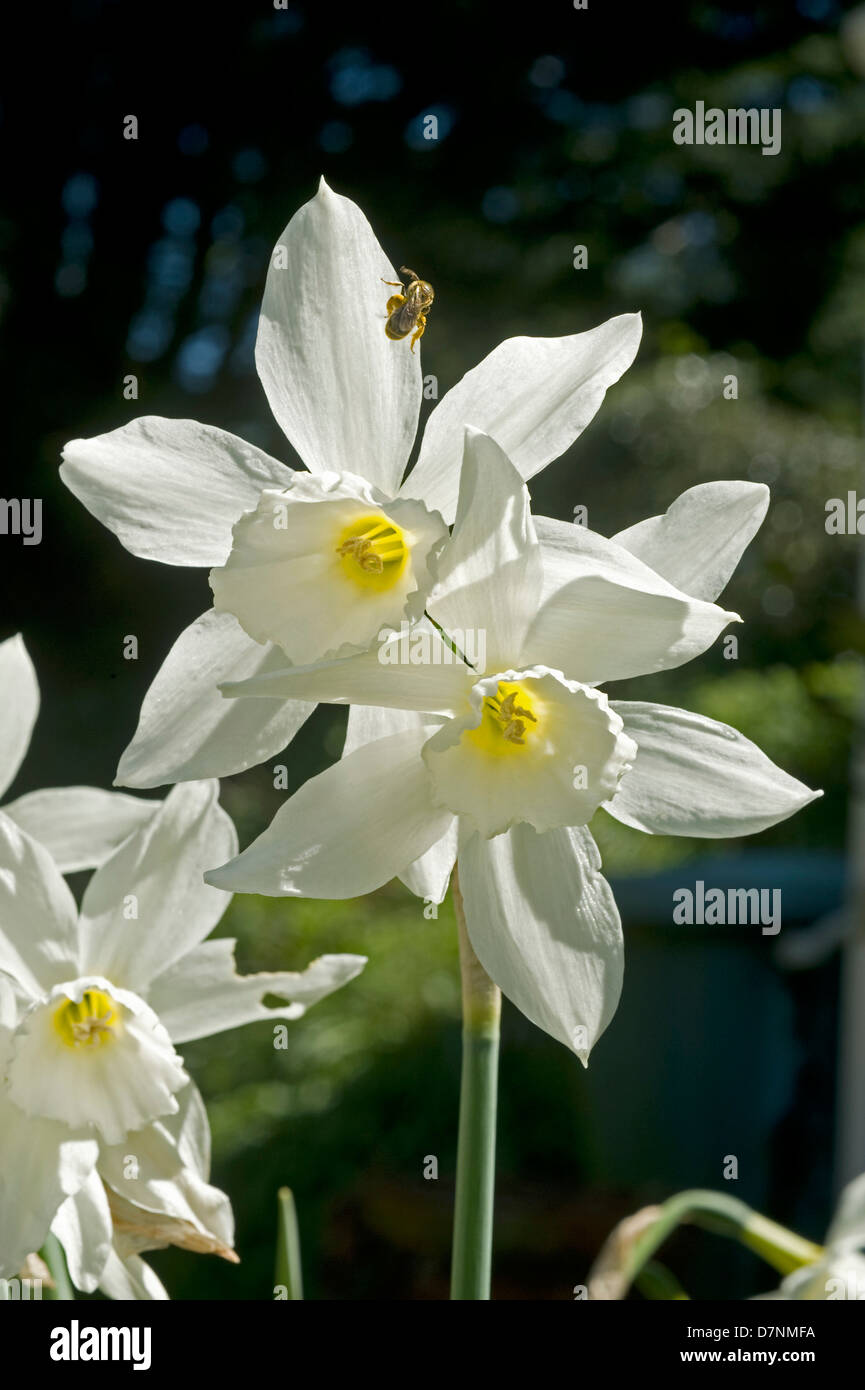 Multi headed flowers hi-res stock photography and images - Alamy