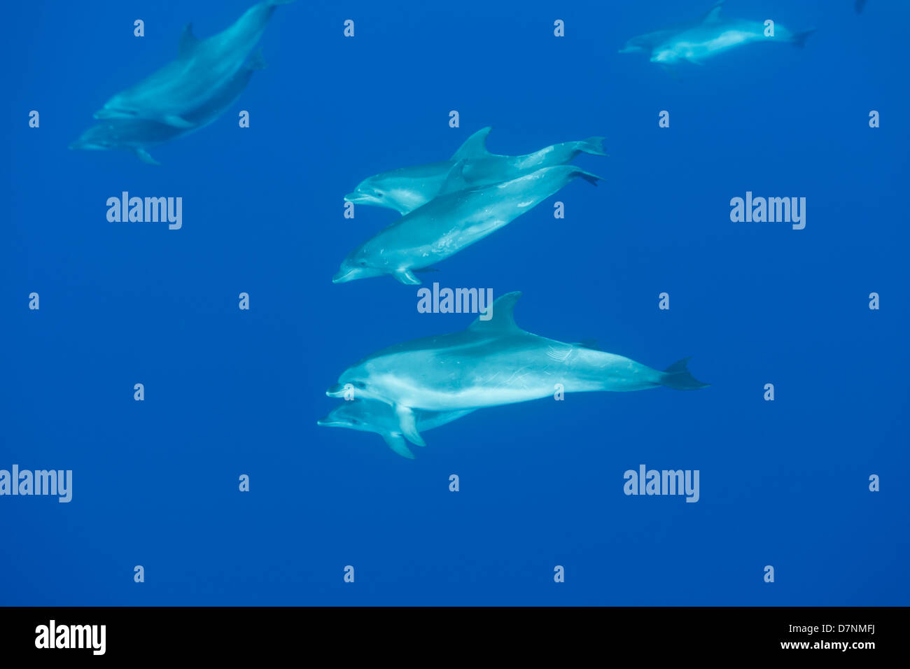 Bottlenose Dolphin Tursiops Truncatus Großer High Resolution Stock Photography and Images - Alamy