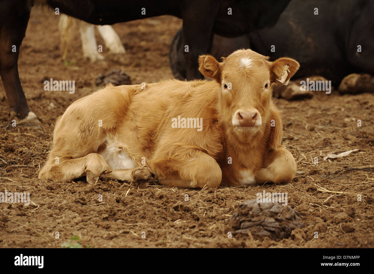 many cows in farmyard Stock Photo - Alamy