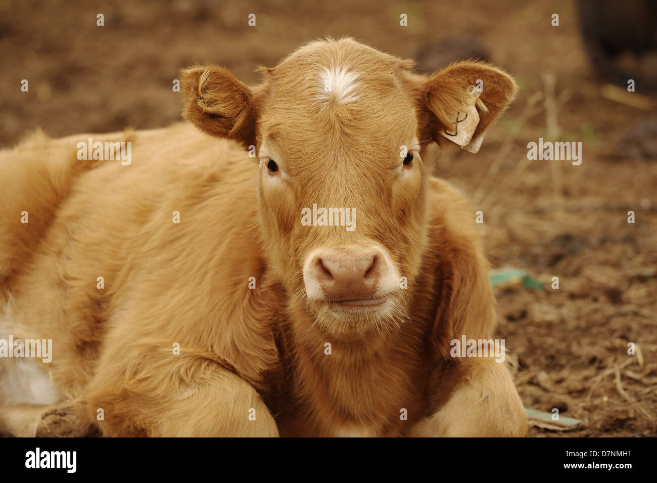 many cows in farmyard Stock Photo - Alamy