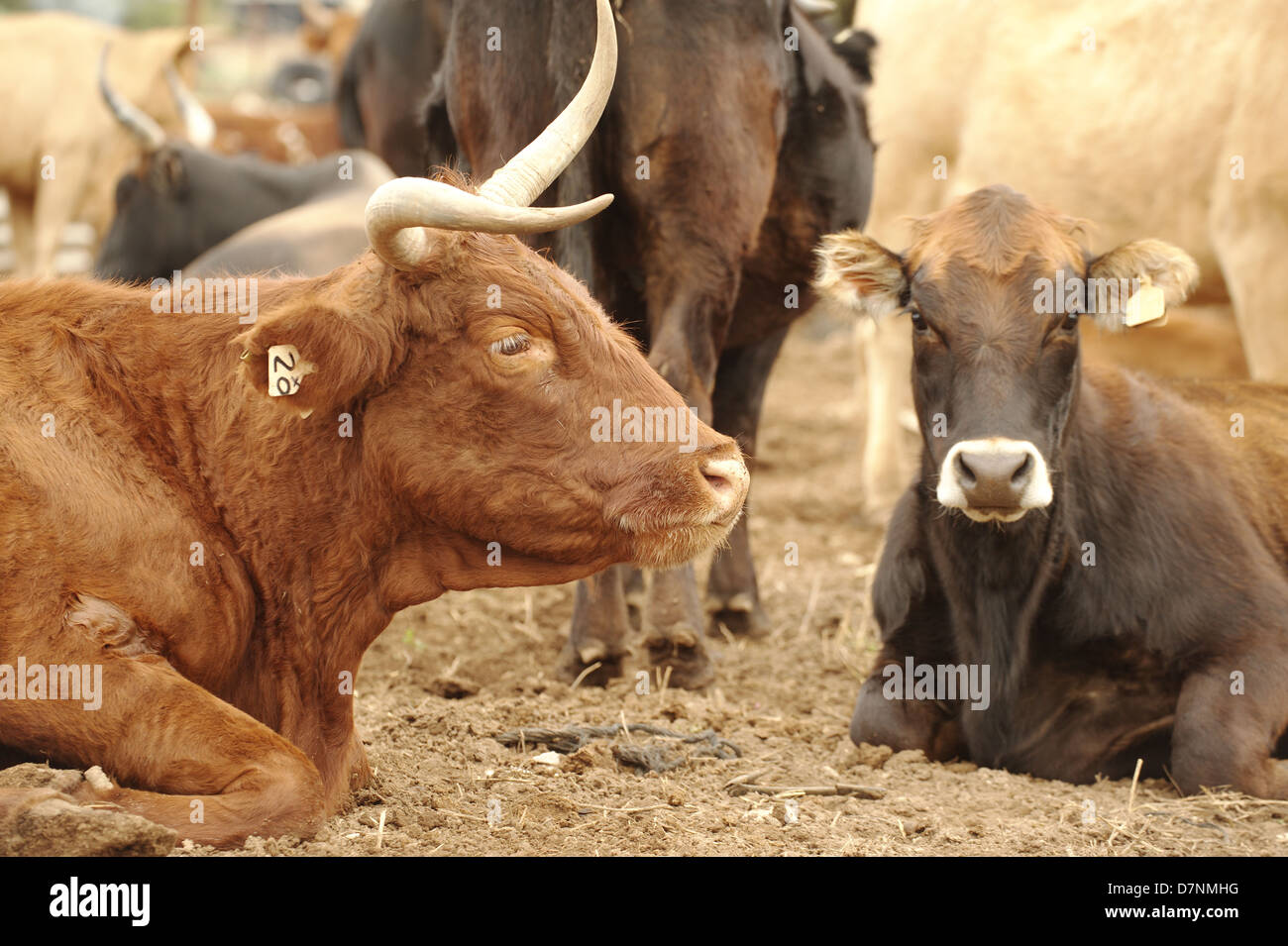 many cows in farmyard Stock Photo - Alamy