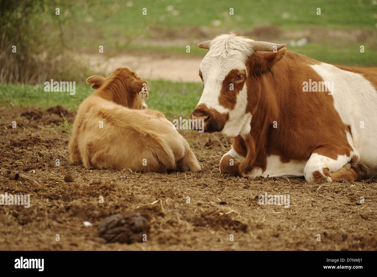 many cows in farmyard Stock Photo - Alamy