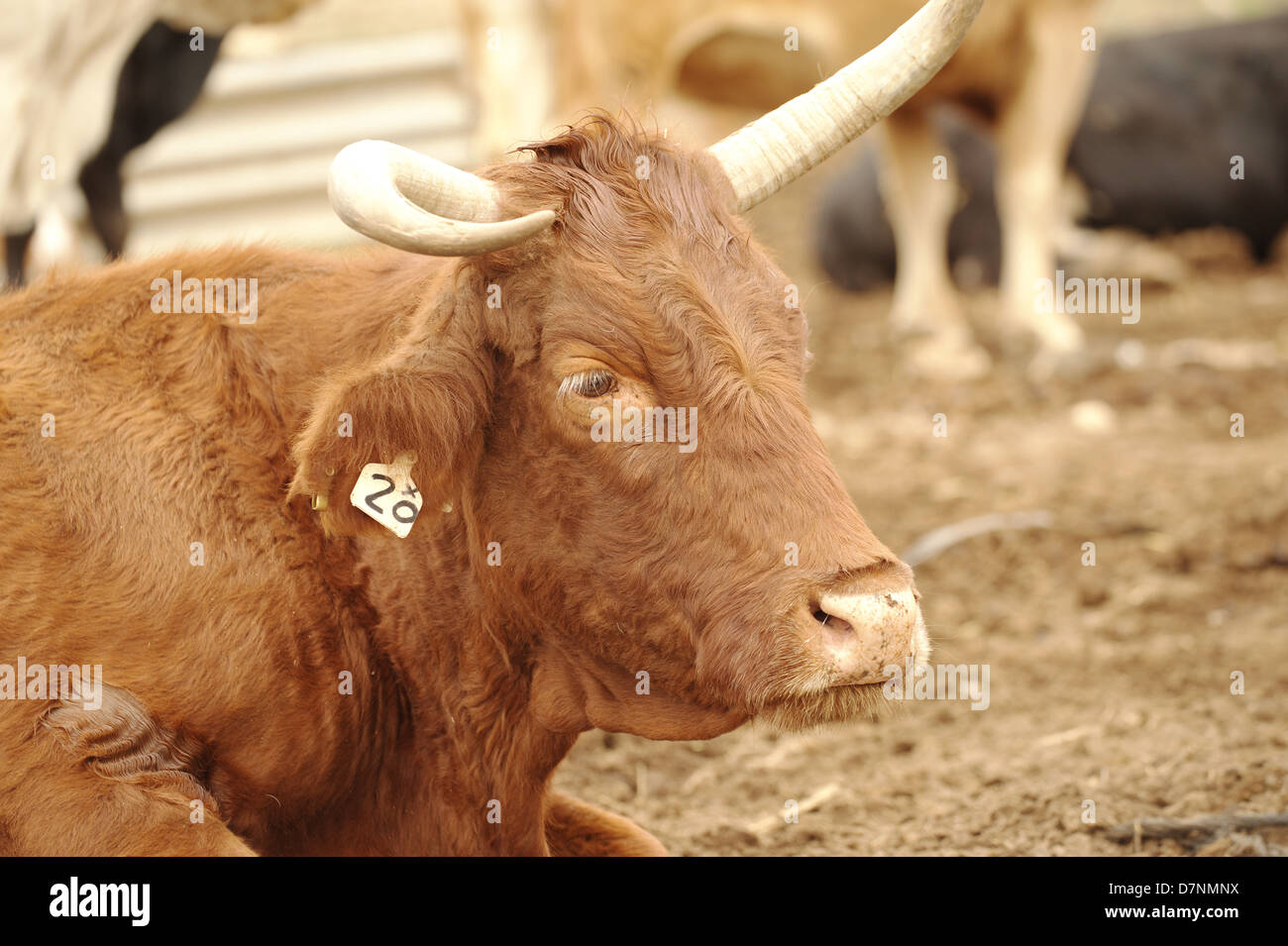 many cows in farmyard Stock Photo - Alamy