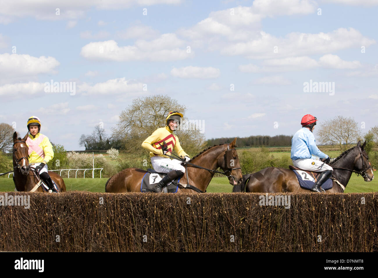 Thoroughbred horses point to point Equus ferus caballus Stock Photo - Alamy