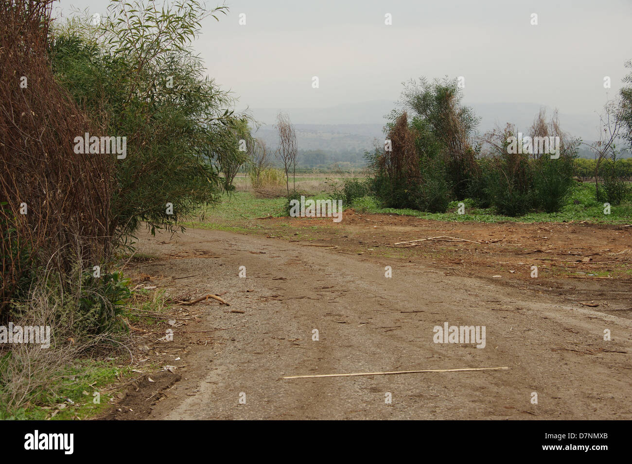 open area with plants Stock Photo - Alamy