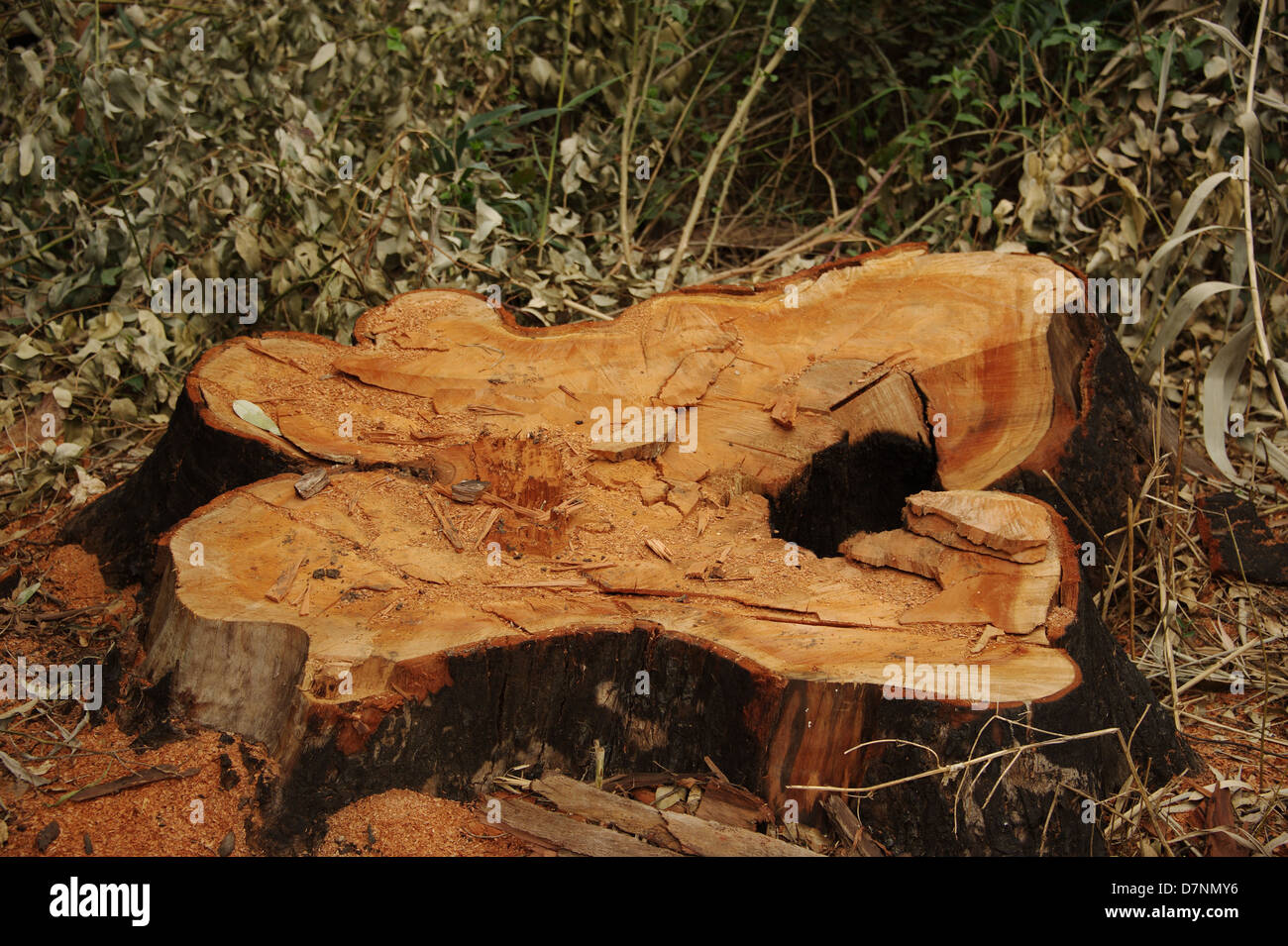 Cross cutting timber hi-res stock photography and images - Alamy