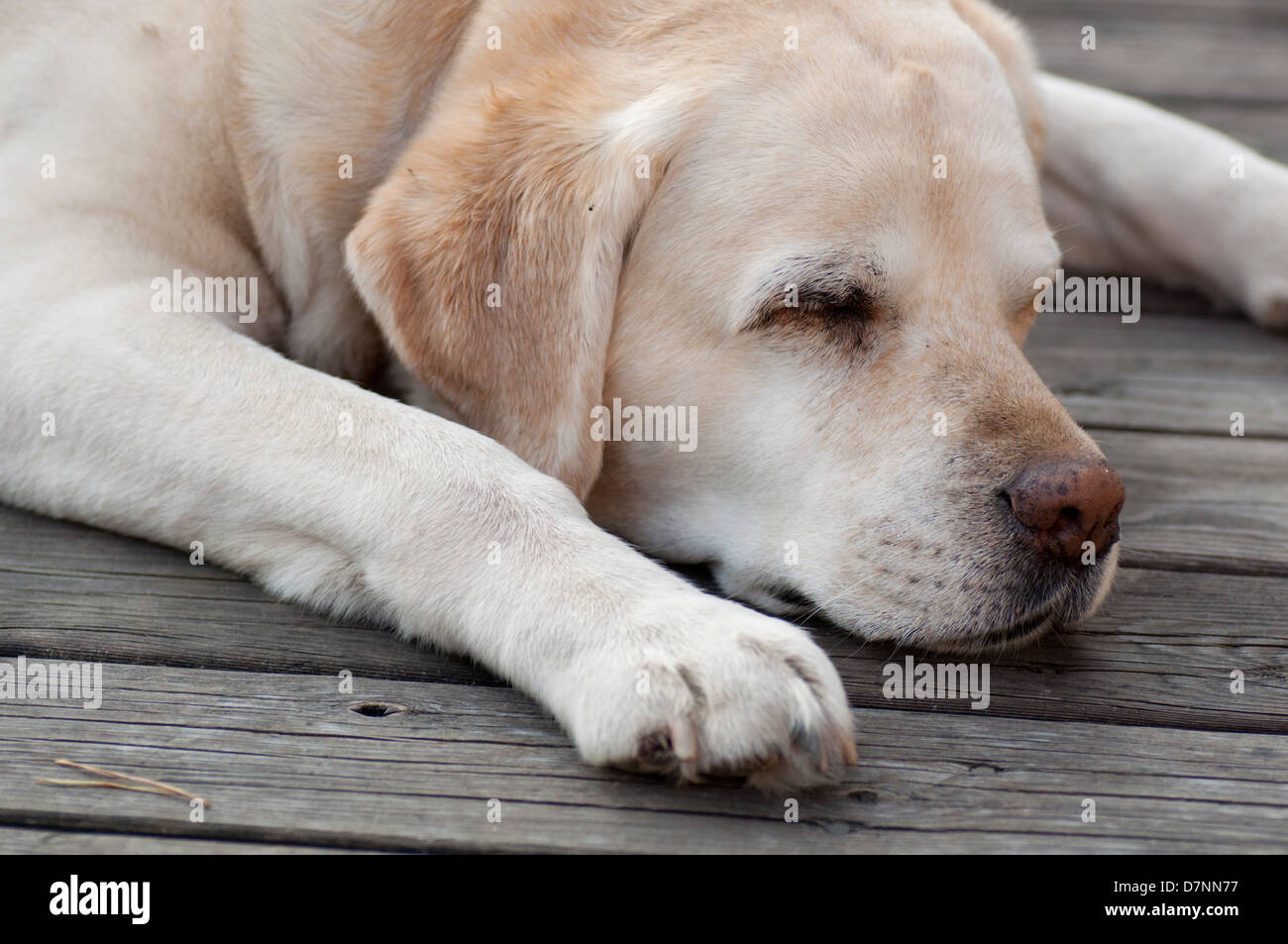Tired old dog hi-res stock photography and images - Alamy
