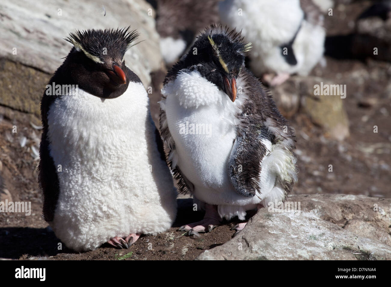 Felsenpinguine hi-res stock photography and images - Alamy
