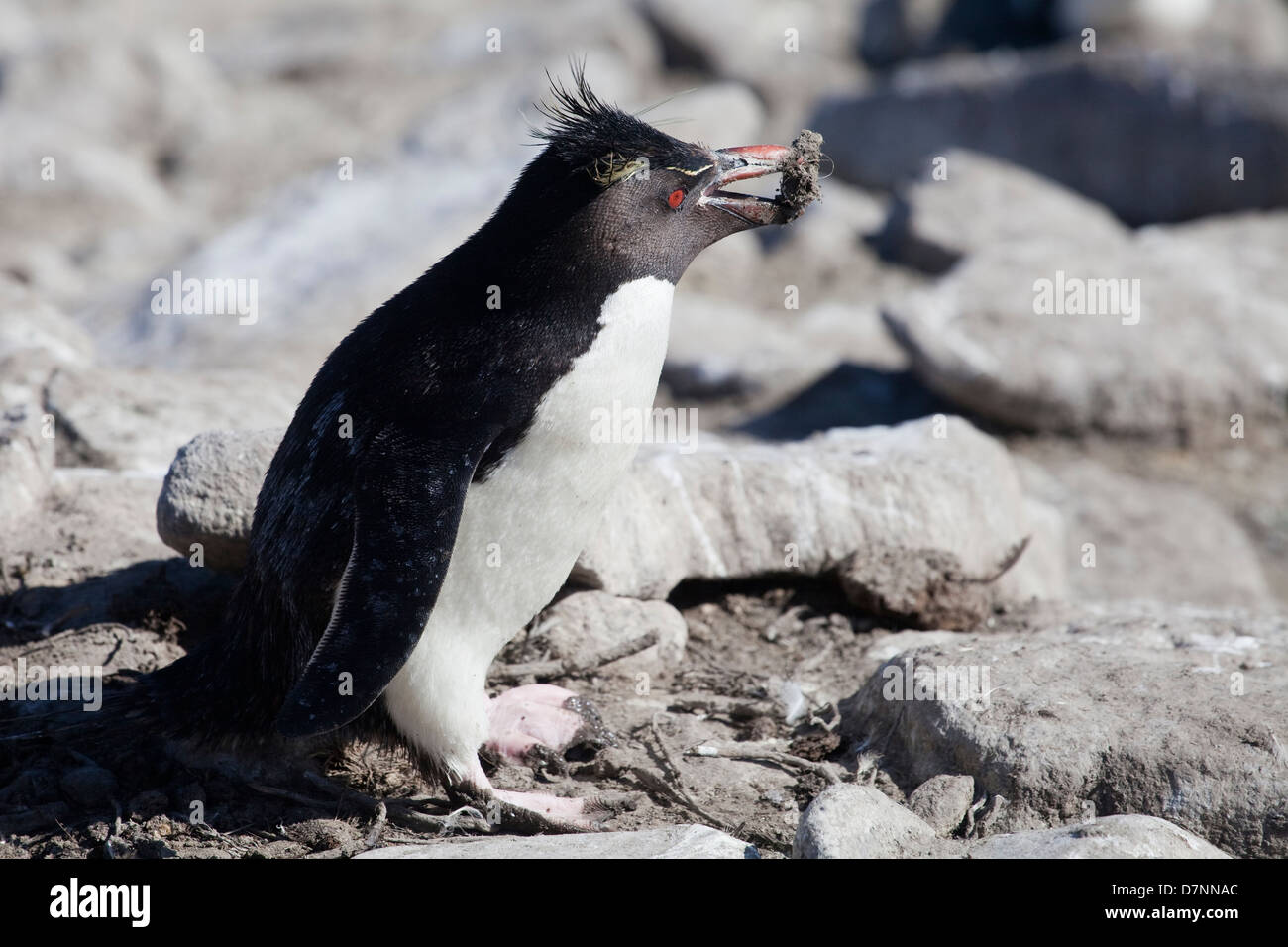 Felsenpinguine;southern rockhopper penguin;eudyptes chrysocome;penacho ...