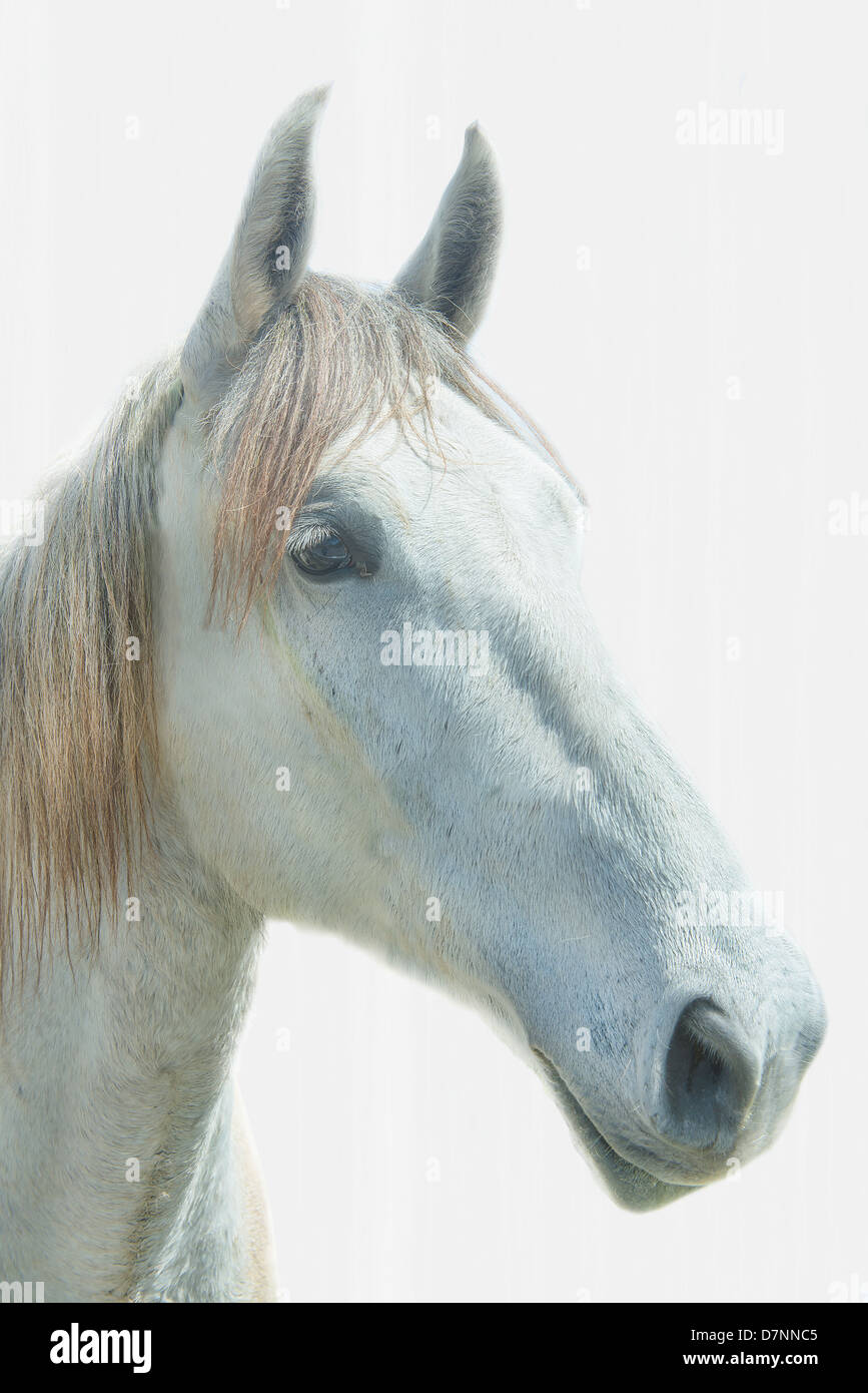 Lipizzan Horse High Resolution Stock Photography and Images - Alamy