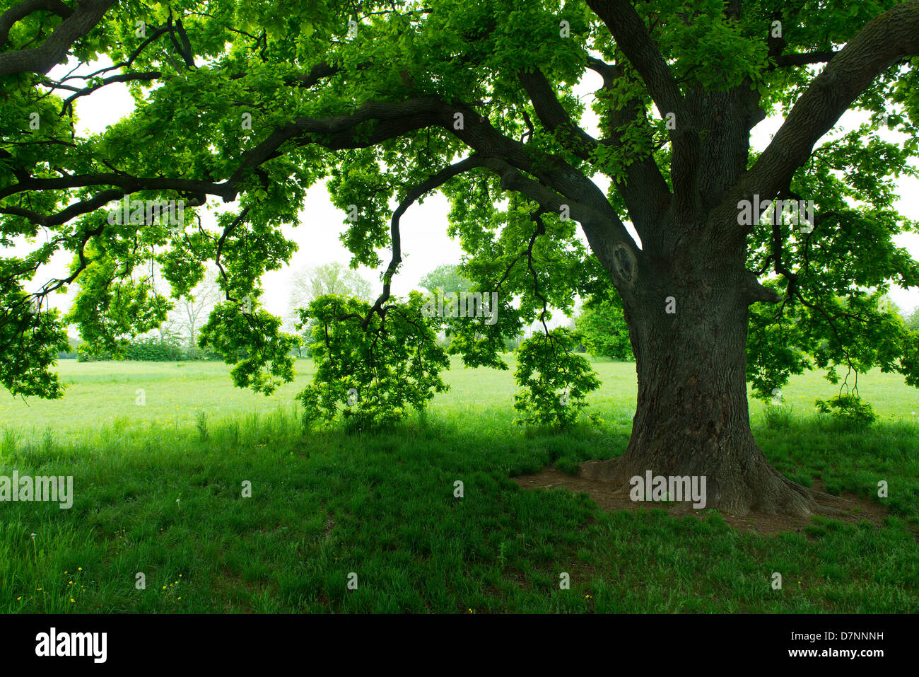 Sunlight live oak tree hi-res stock photography and images - Alamy