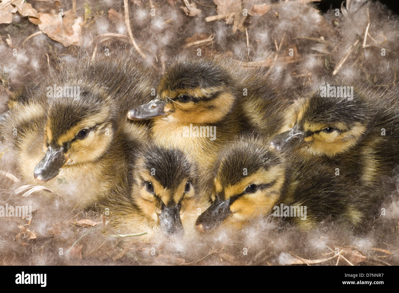 Mallard nest hi-res stock photography and images - Alamy