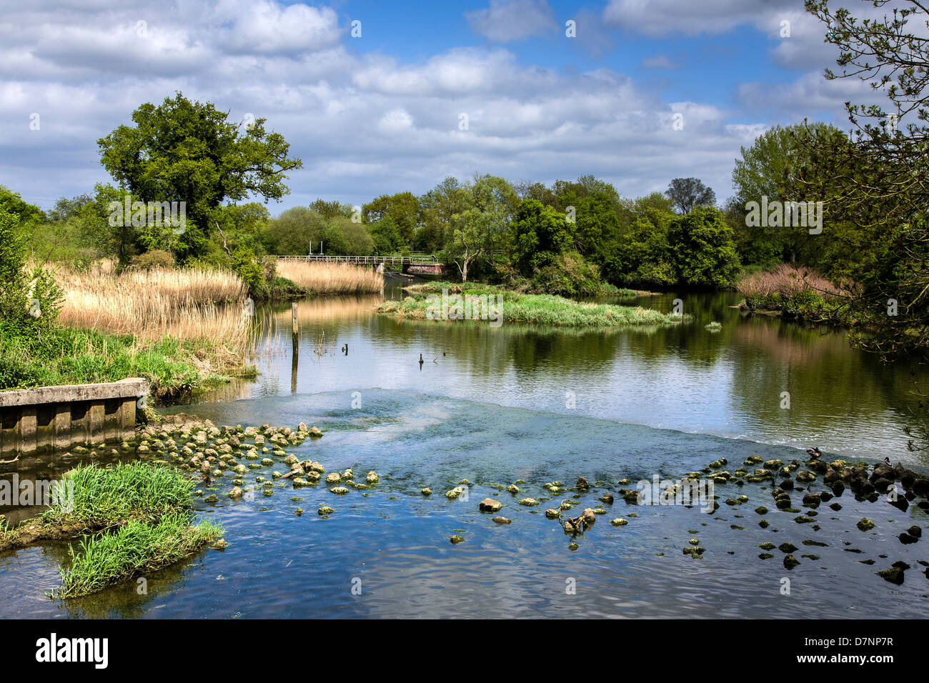 River Chelmer at Beeleigh near Maldon in Essex Stock Photo - Alamy