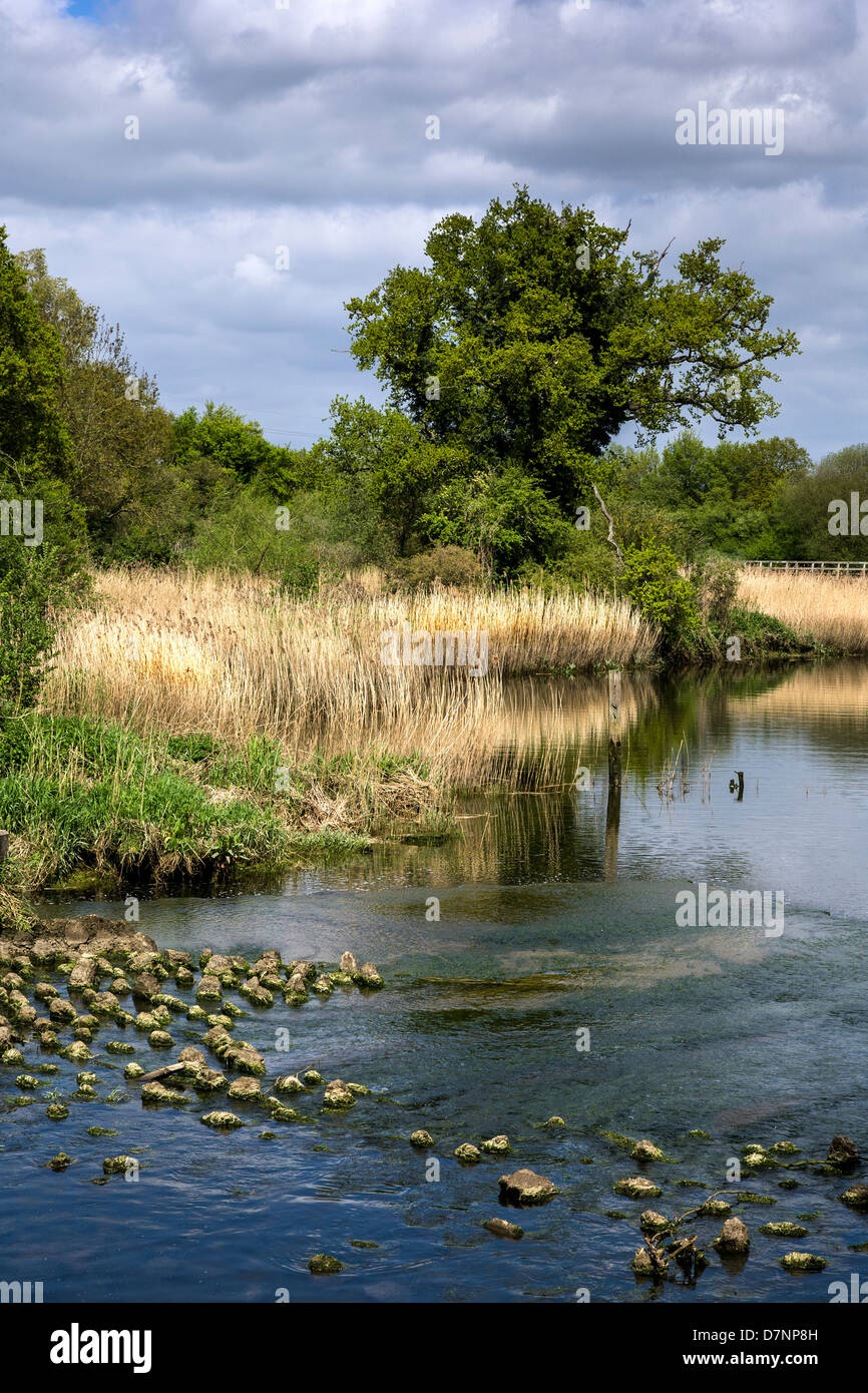 River Chelmer at Beeleigh Stock Photo - Alamy