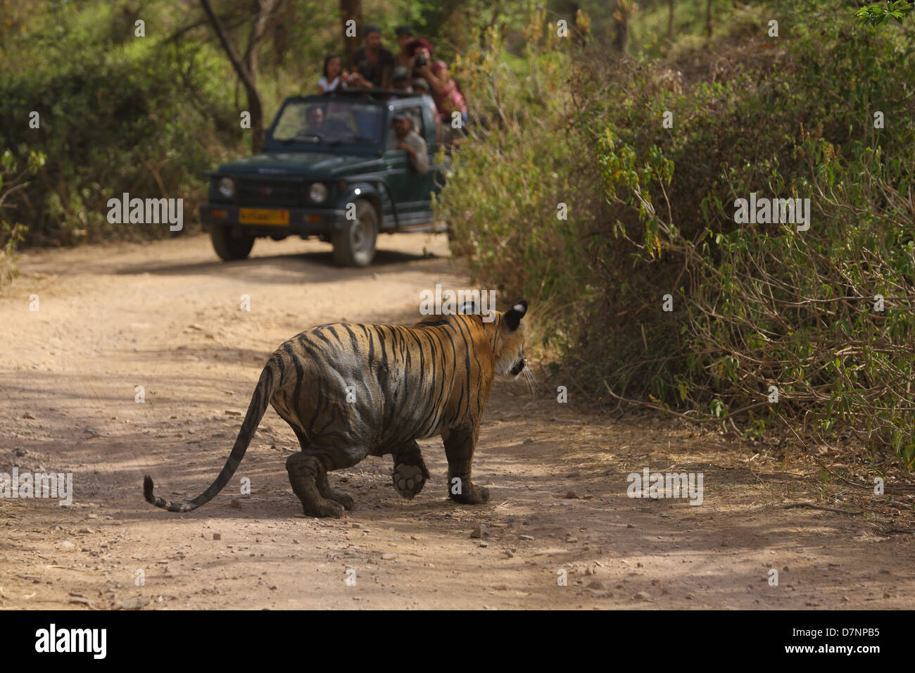 A tiger stalking its prey hi-res stock photography and images - Alamy