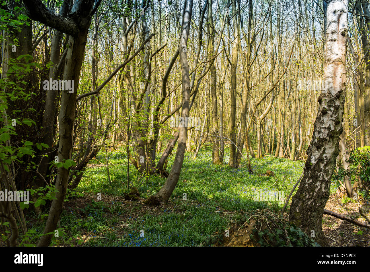 Coppiced Woodland Surrey Hills England Stock Photo - Alamy