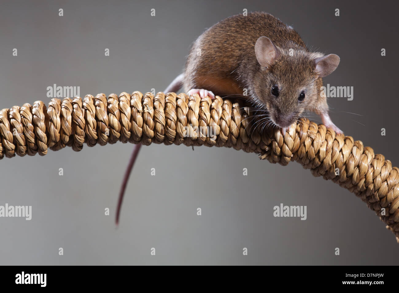 House Mouse Mus musculus Stock Photo - Alamy