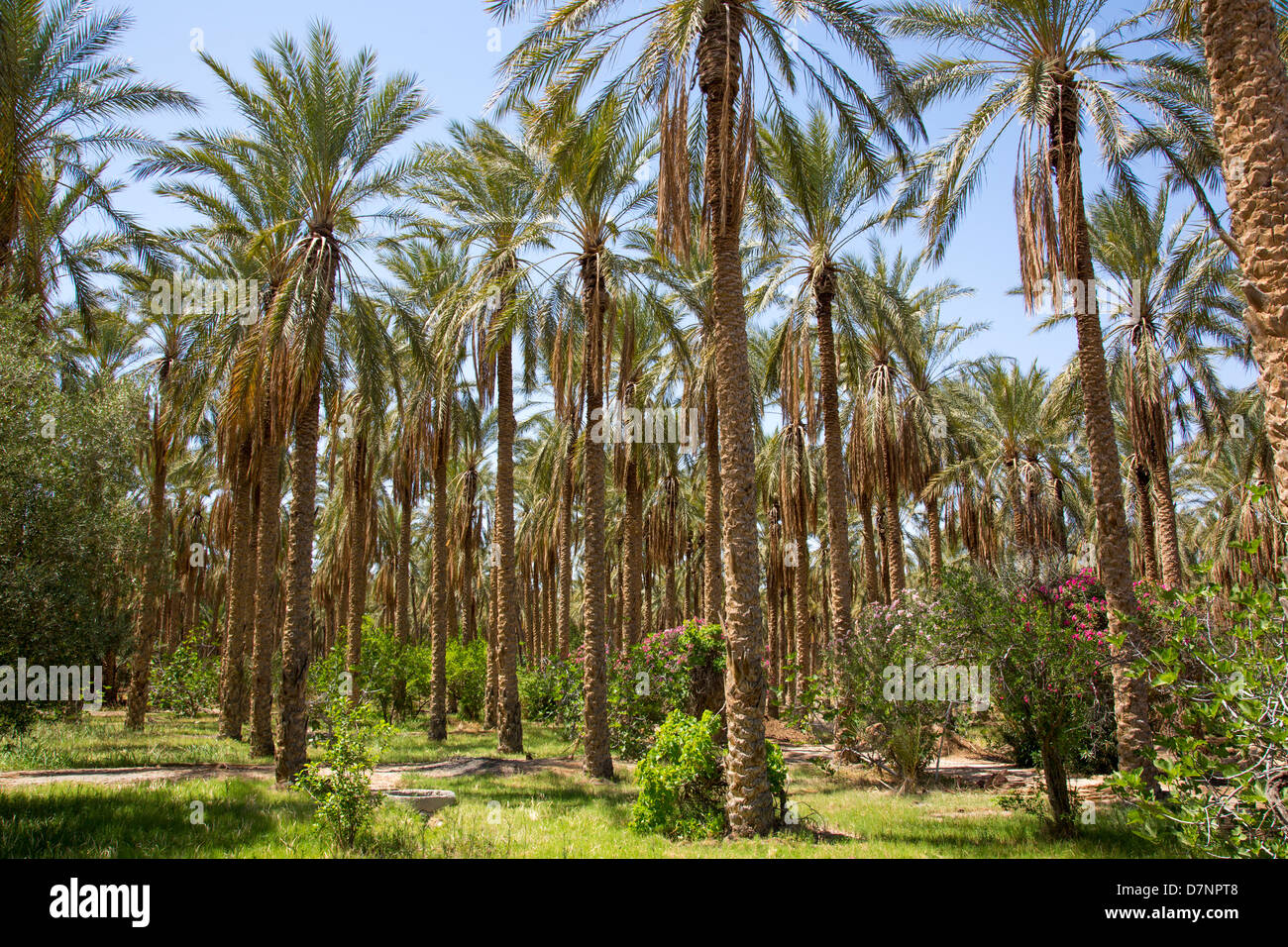 Date palms, Palmerie of Tozeur Tunisia Stock Photo - Alamy