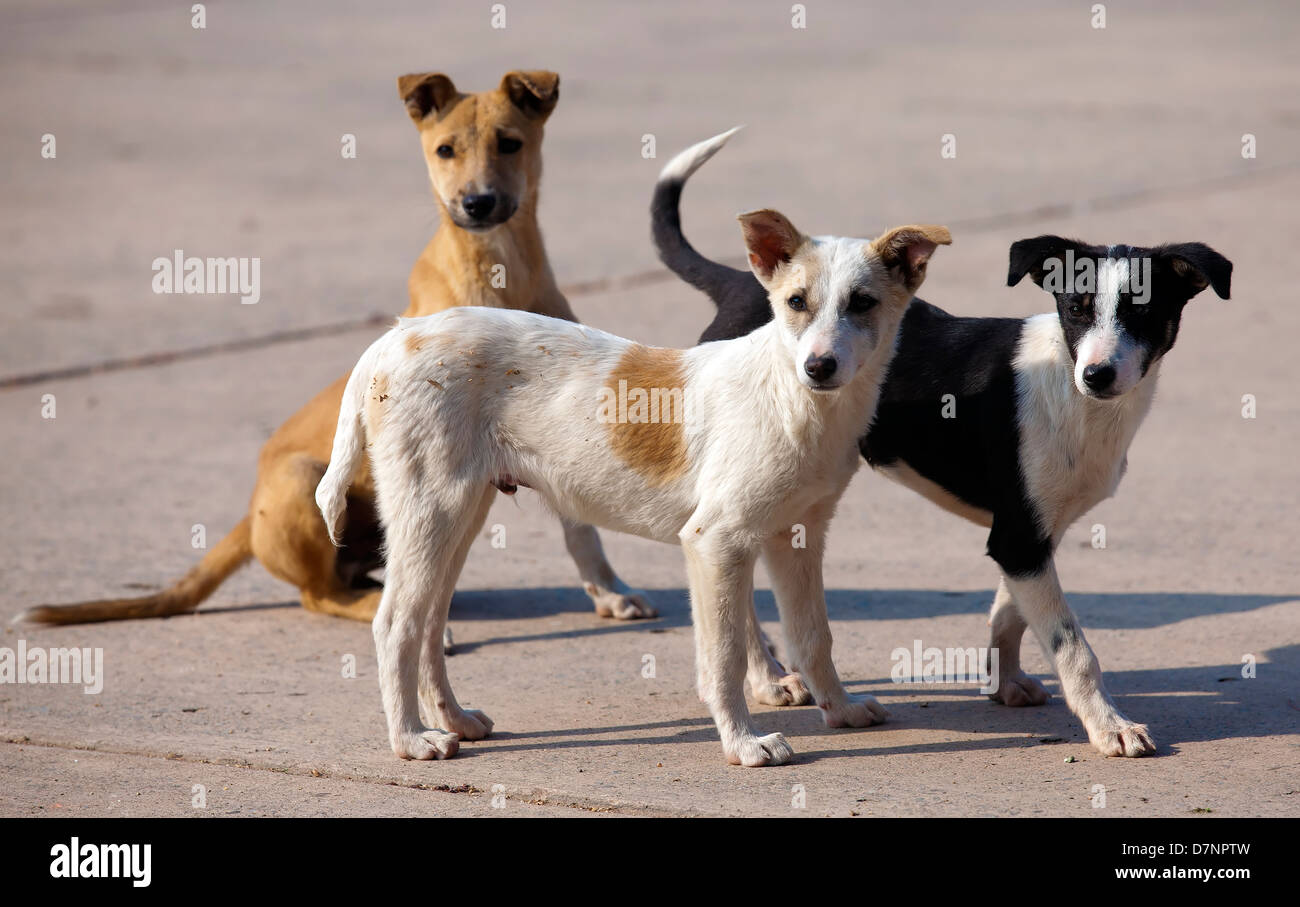 Street dogs hi-res stock photography and images - Alamy