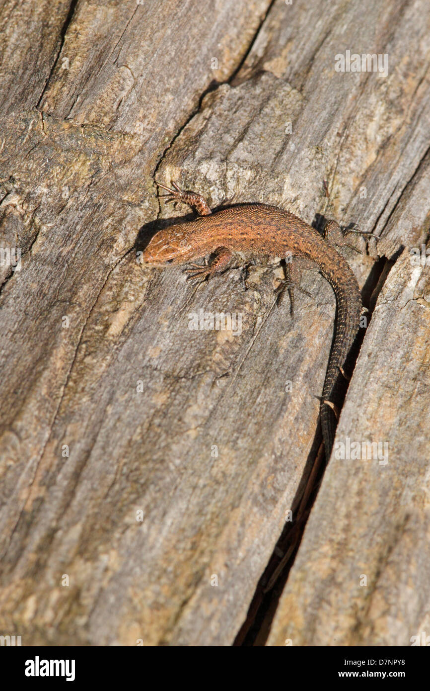 Juvenile Common Lizard Stock Photo - Alamy
