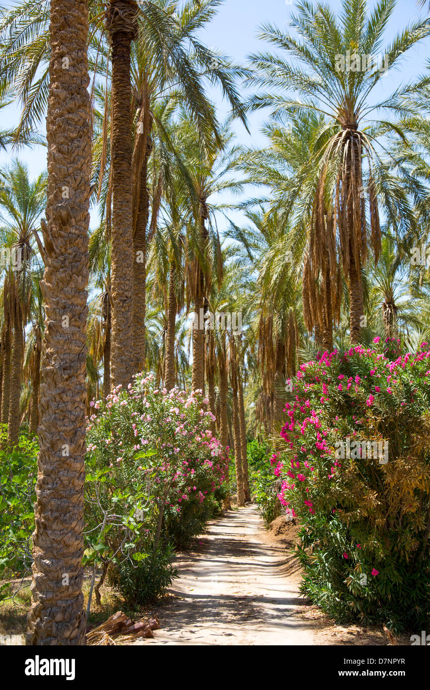 Date palms, Palmerie of Tozeur Tunisia Stock Photo - Alamy