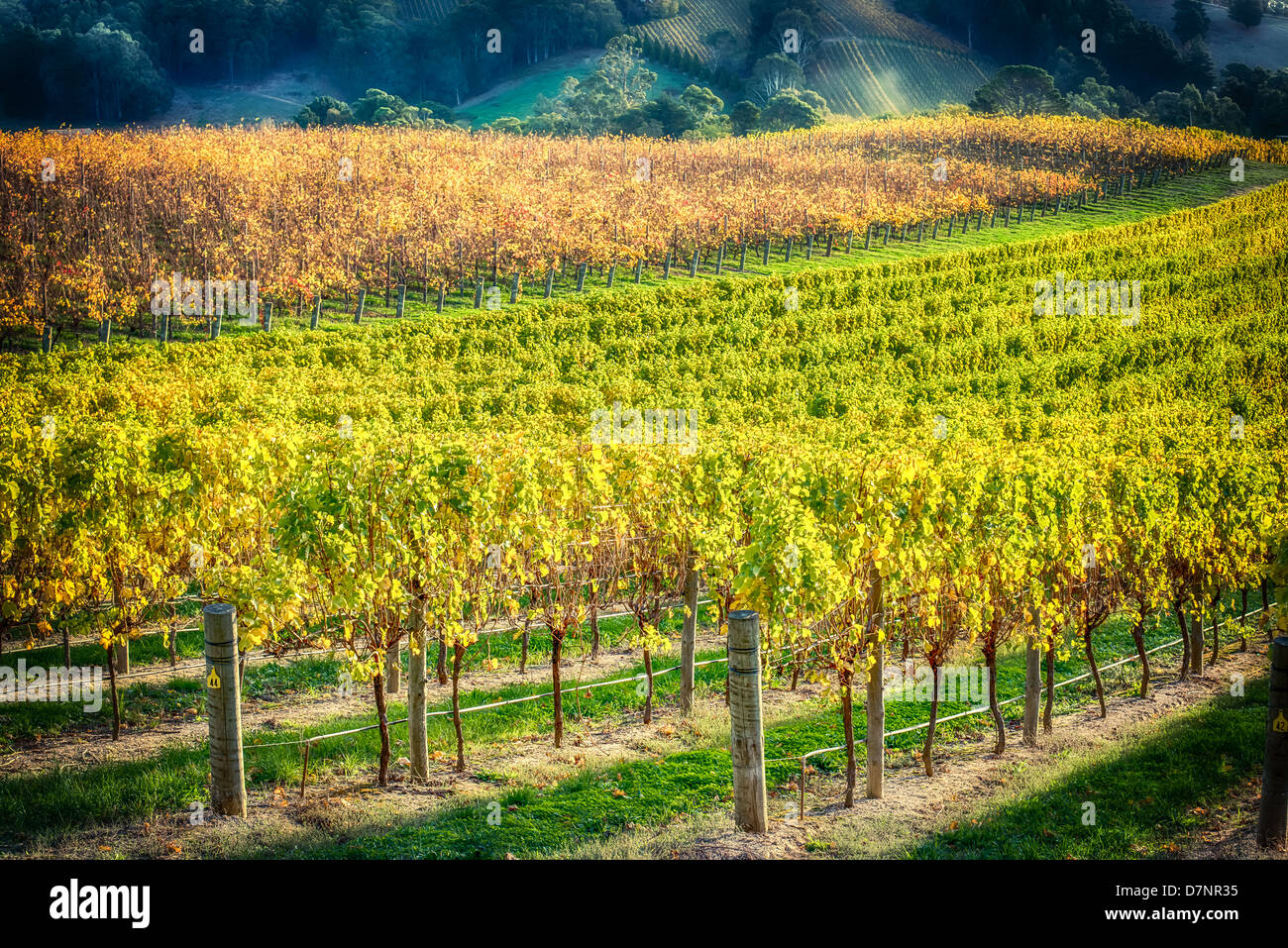 Autumn brings a golden touch to the vineyards of the Adelaide Hills ...