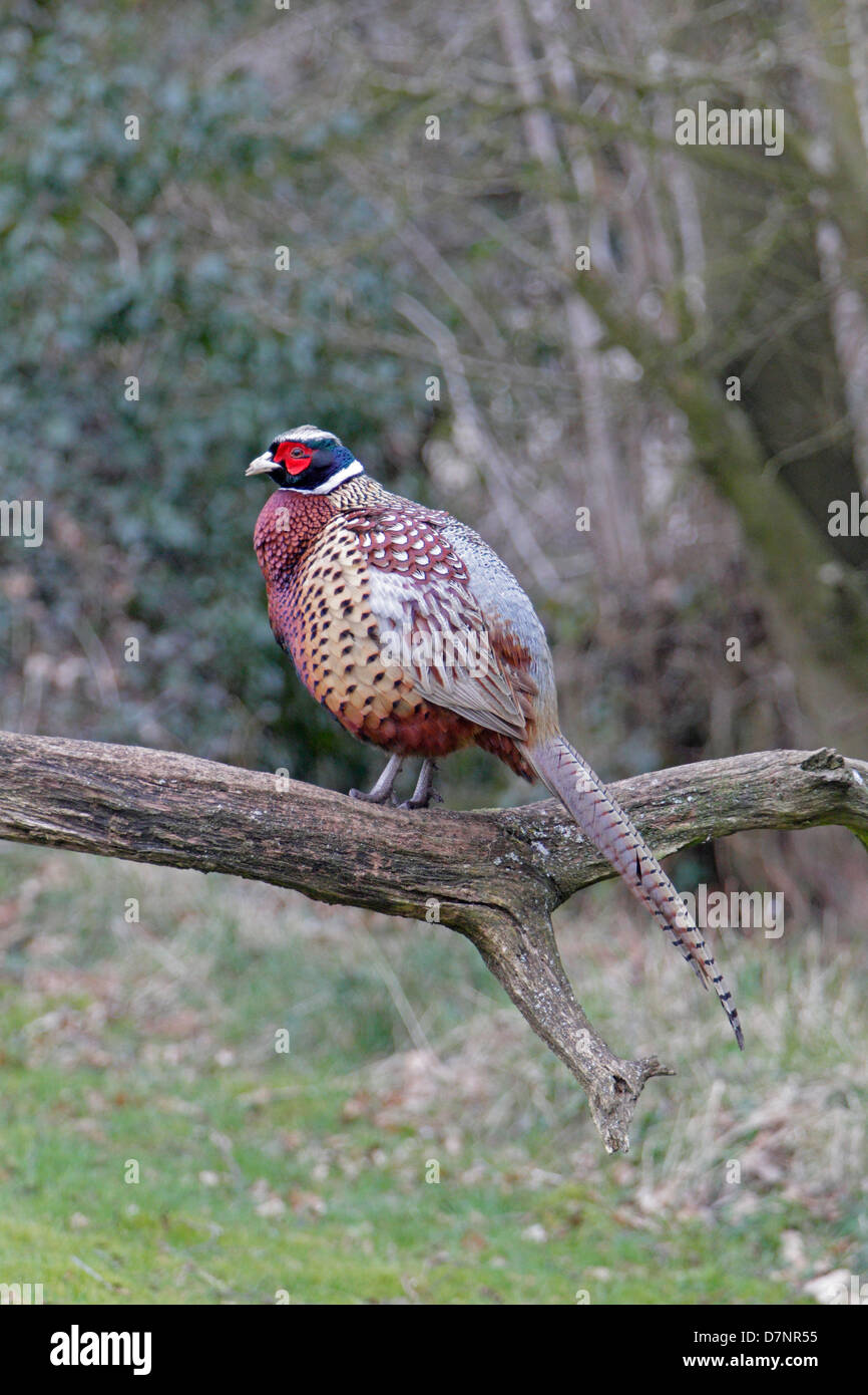 Male common pheasant hi-res stock photography and images - Alamy