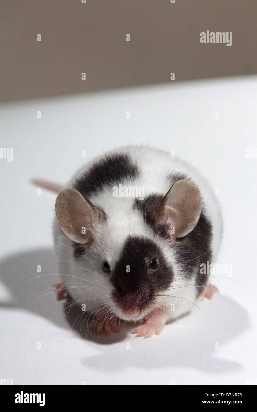 Black and white mouse hi-res stock photography and images - Alamy