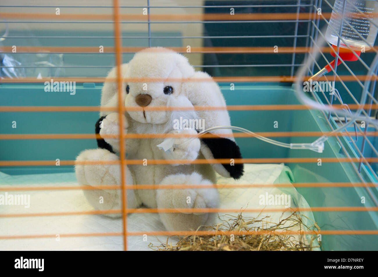 sick stuffed toy with infusion Stock Photo - Alamy