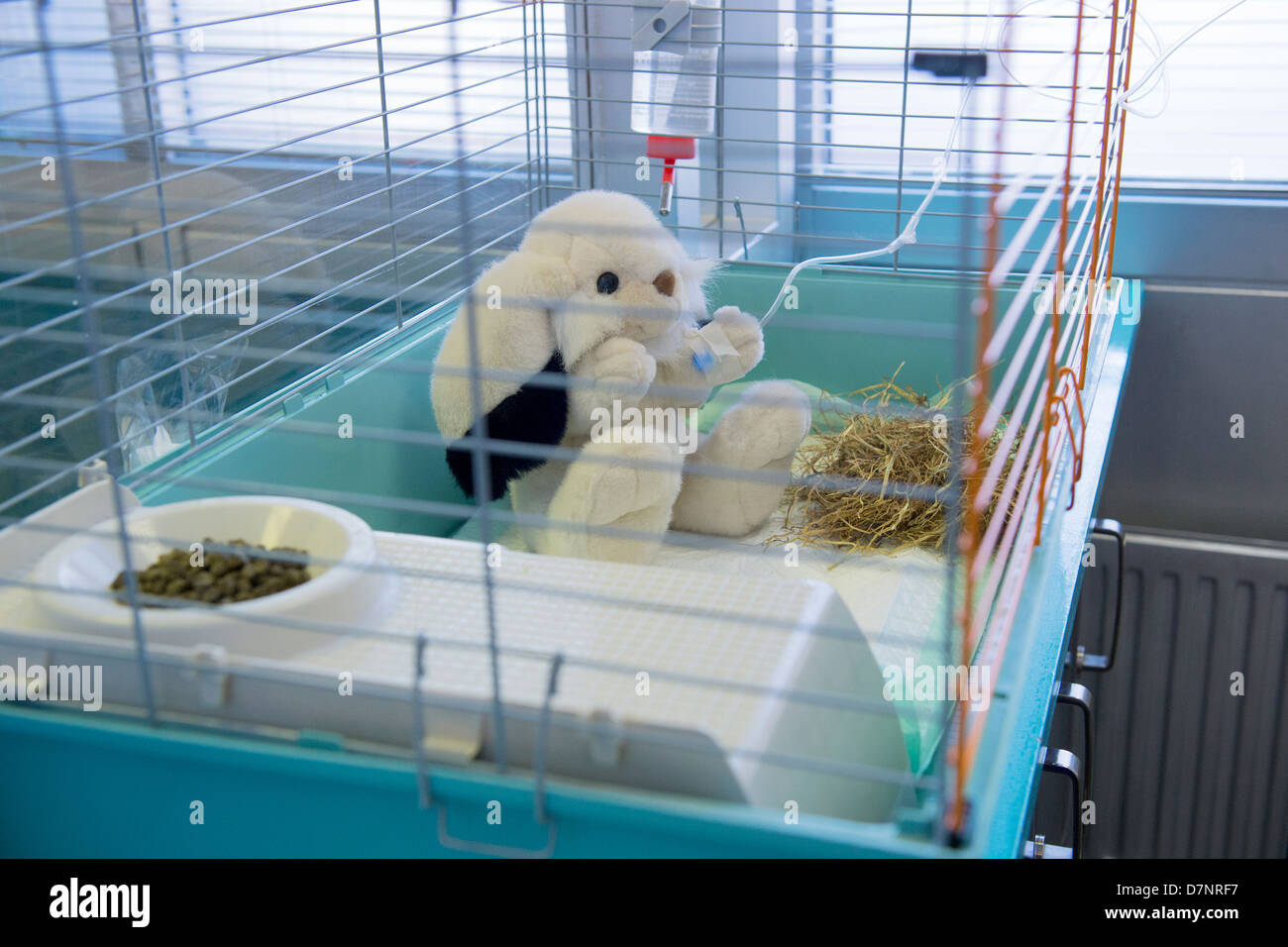 sick stuffed toy with infusion Stock Photo - Alamy