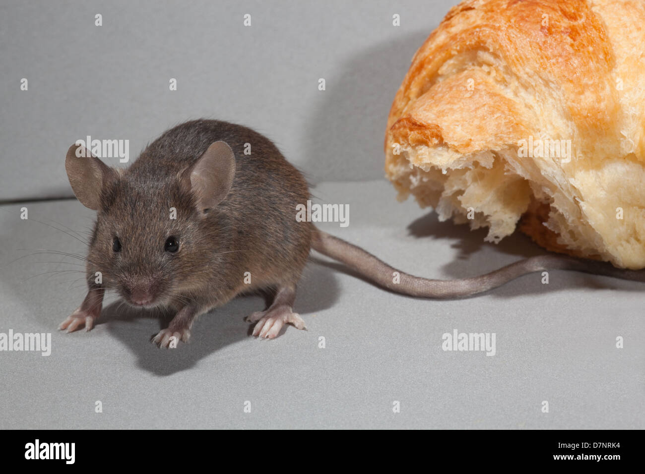 House Mouse Mus musculus Stock Photo - Alamy