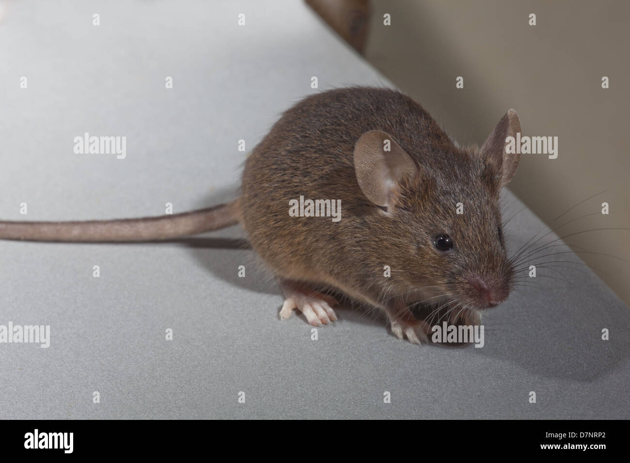 House Mouse Mus musculus Stock Photo - Alamy