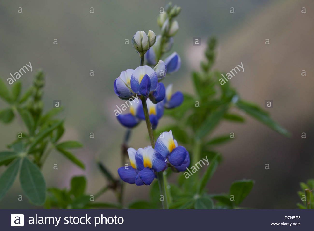 Inca Flower Stock Photos & Inca Flower Stock Images - Alamy