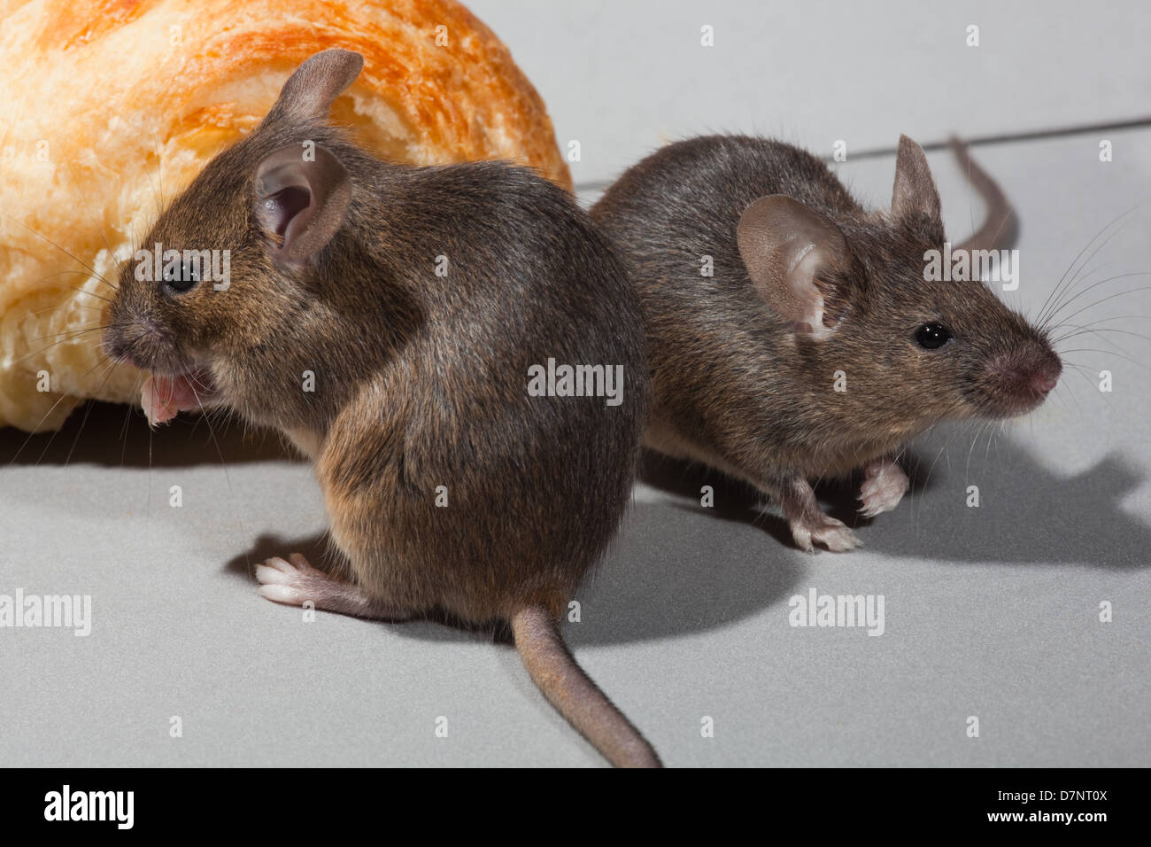 House Mice Mus musculus Stock Photo - Alamy