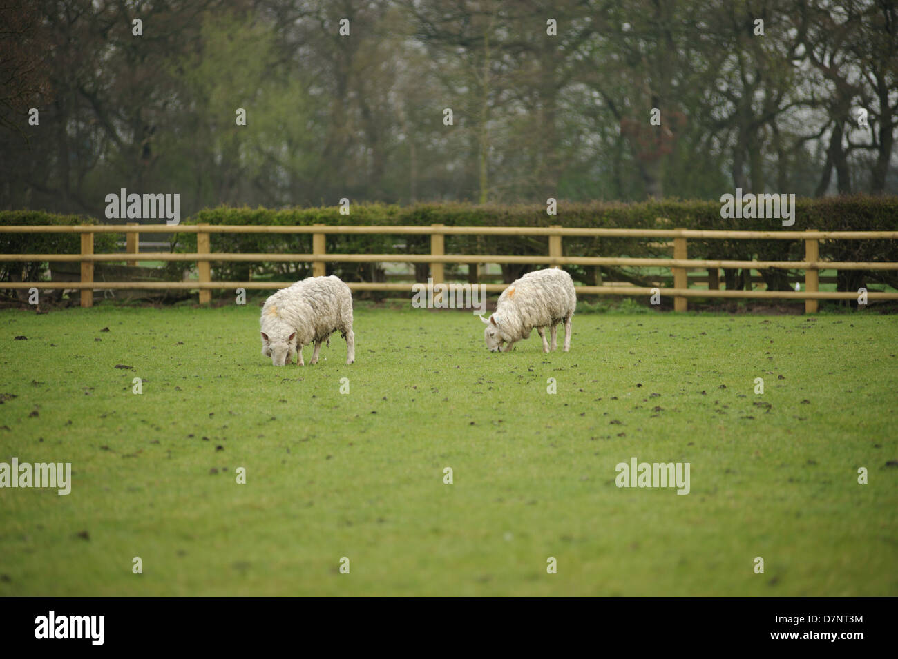 open farm with sheep, field, green area Stock Photo - Alamy