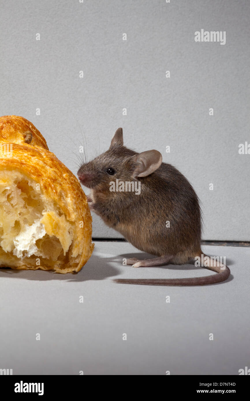 House Mouse Mus musculus Stock Photo - Alamy