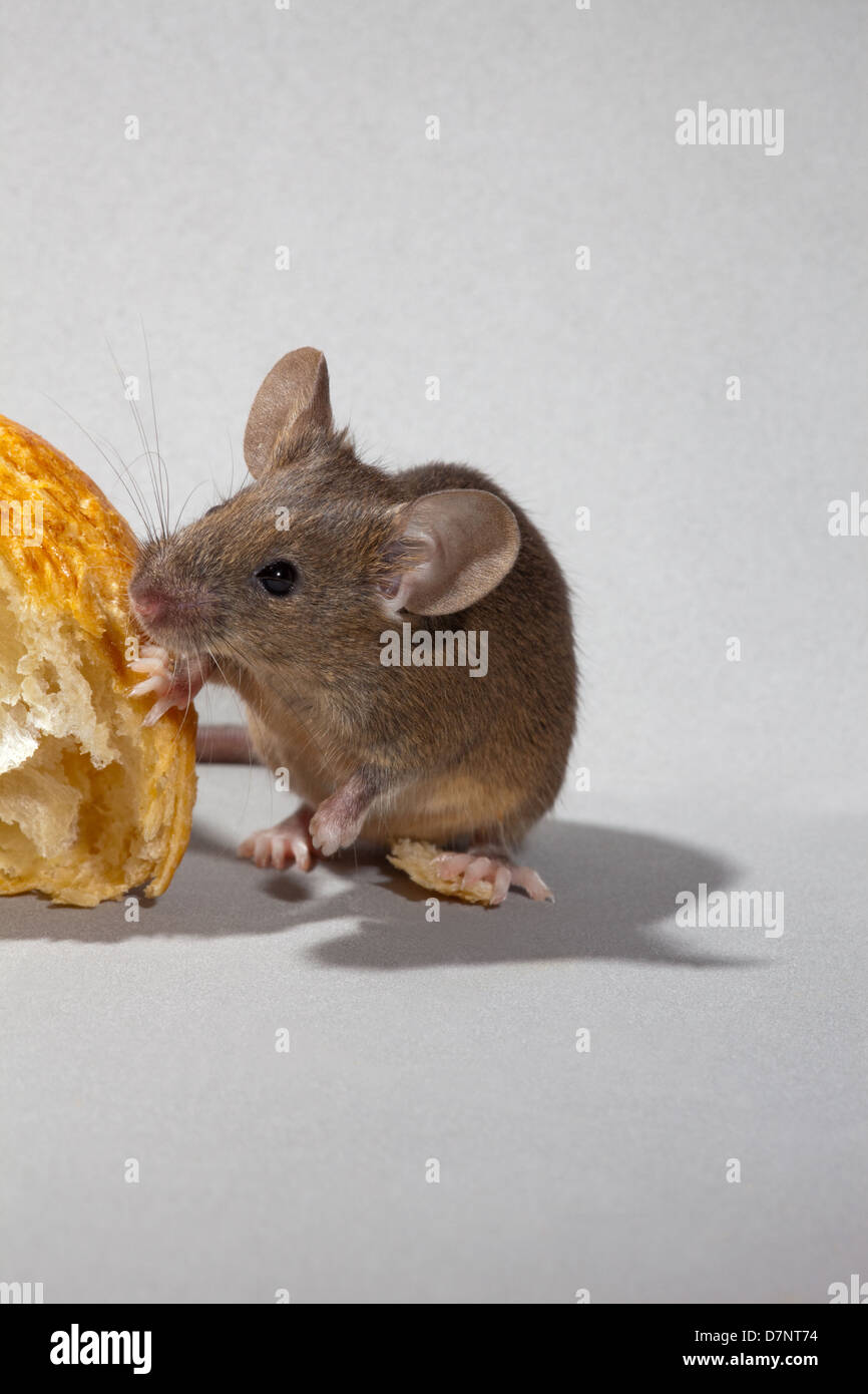 House Mouse Mus musculus Stock Photo - Alamy