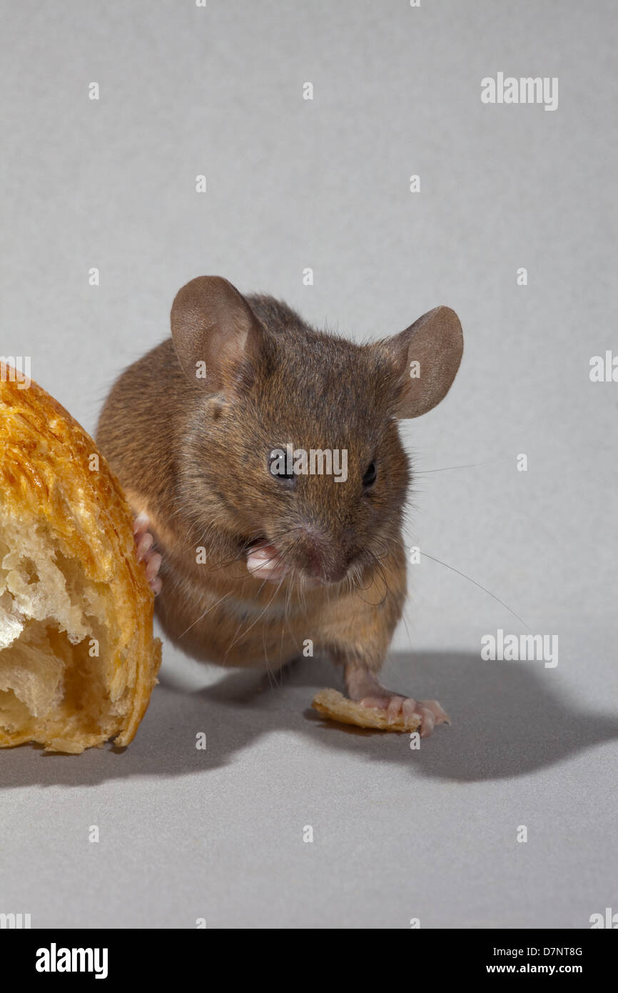 Mouse washing hi-res stock photography and images - Alamy