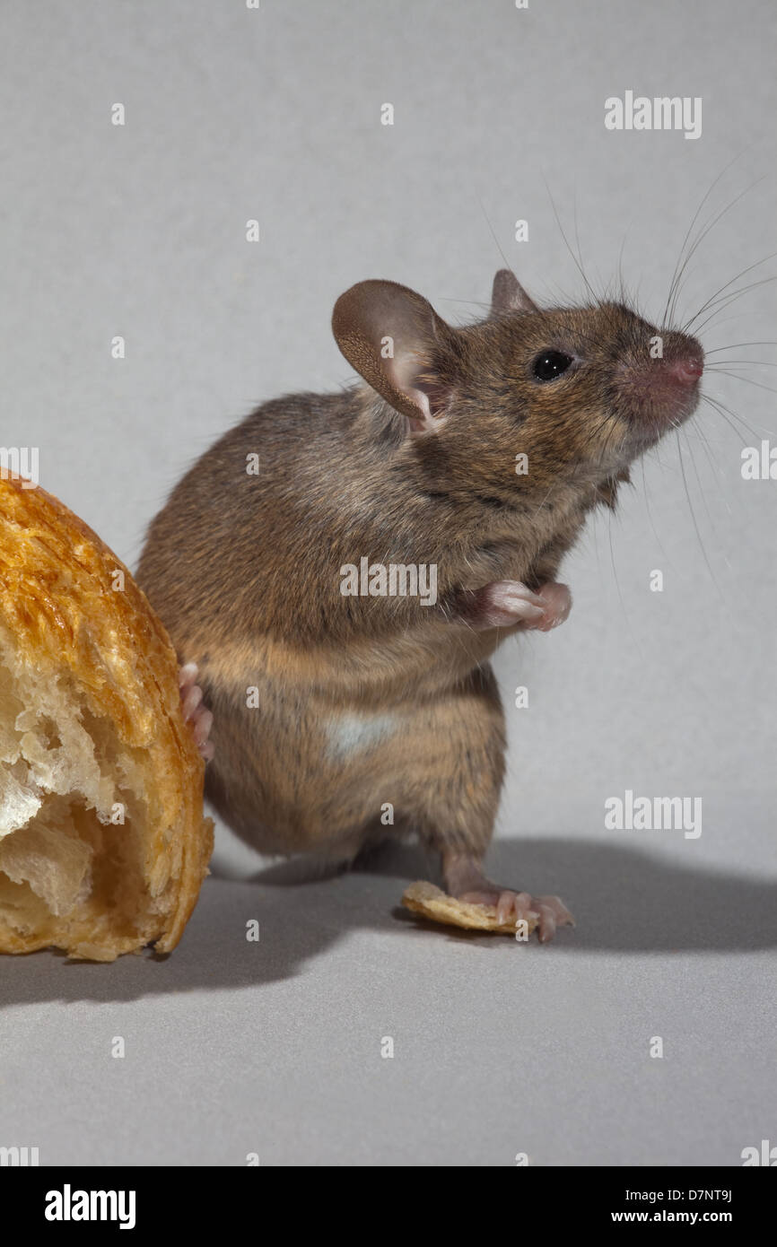 House Mouse Mus musculus Stock Photo - Alamy