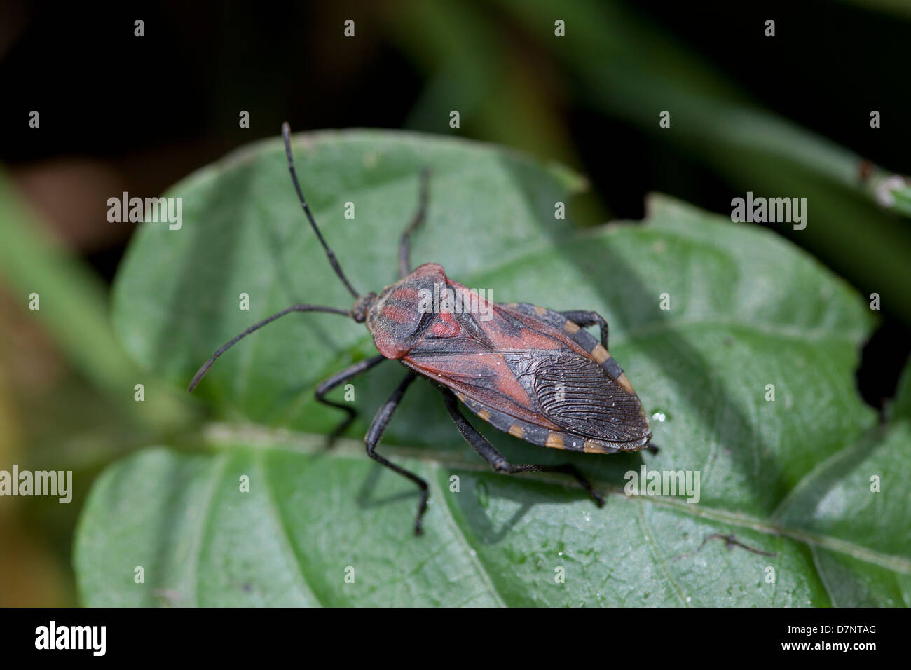 Details of the cloud forest in the Peruvian Andes at Machu Picchu Stock ...