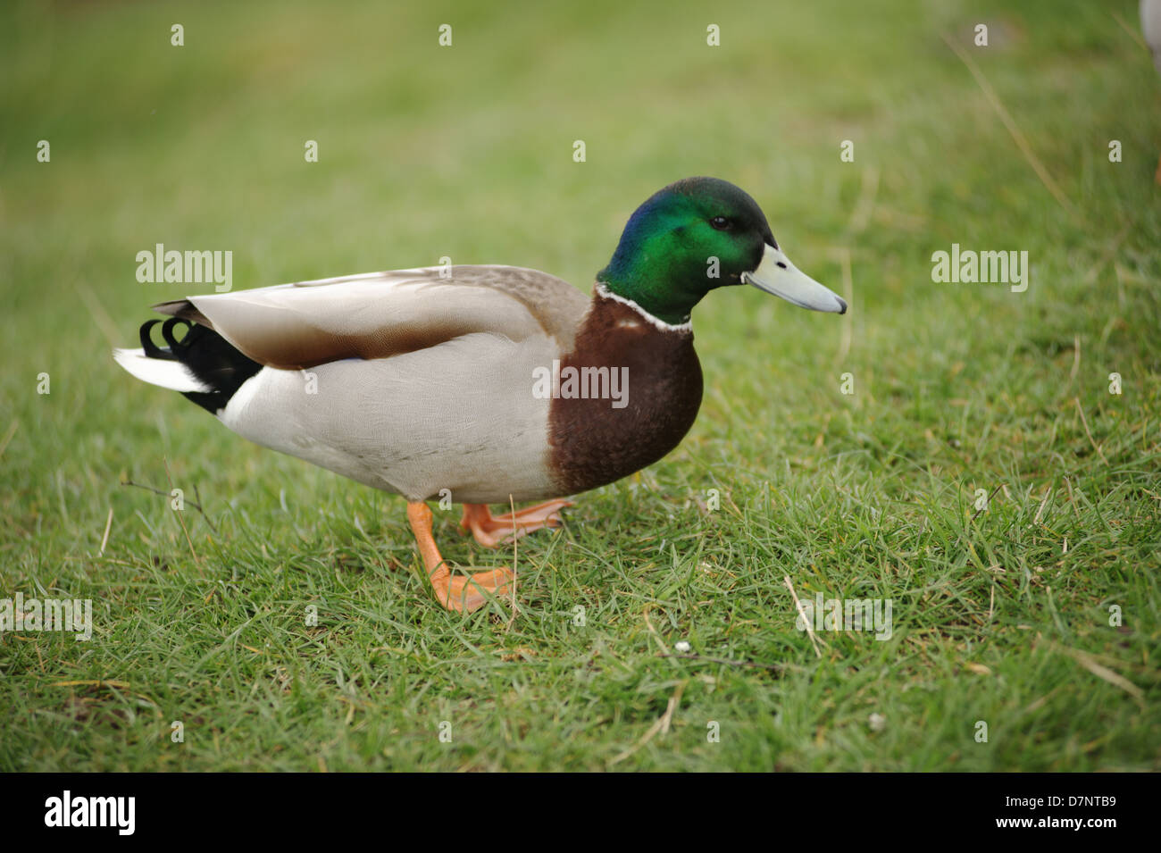 Zoom duck hi-res stock photography and images - Alamy
