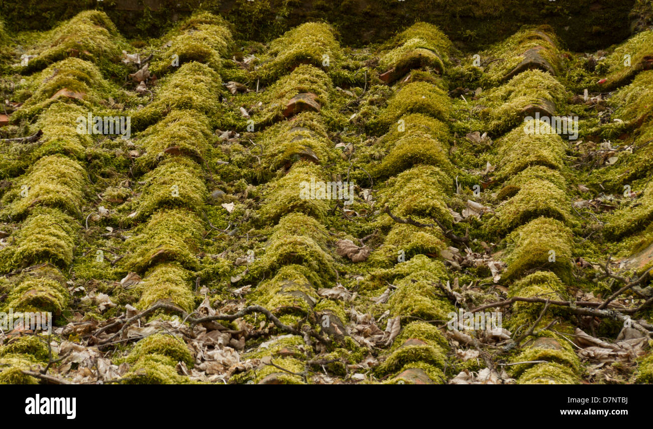 Moss roof hi-res stock photography and images - Alamy