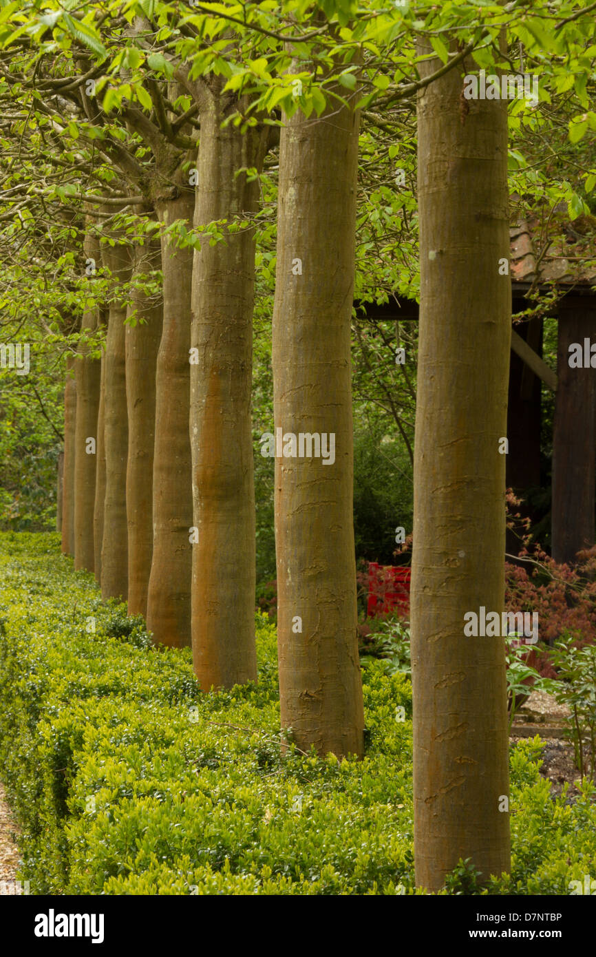 A Row of Trees Stock Photo - Alamy