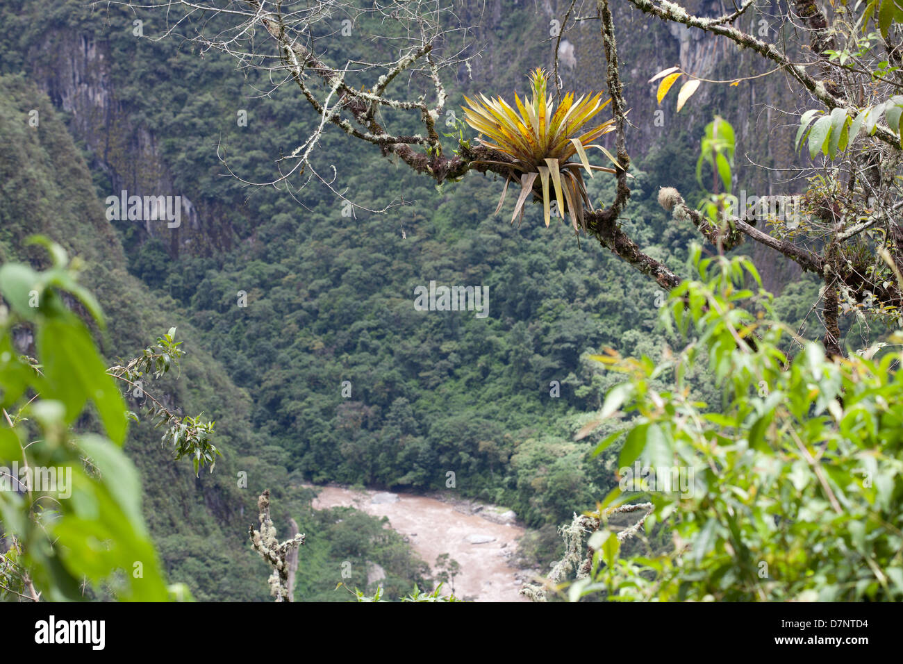 Details of the cloud forest in the Peruvian Andes at Machu Picchu Stock ...