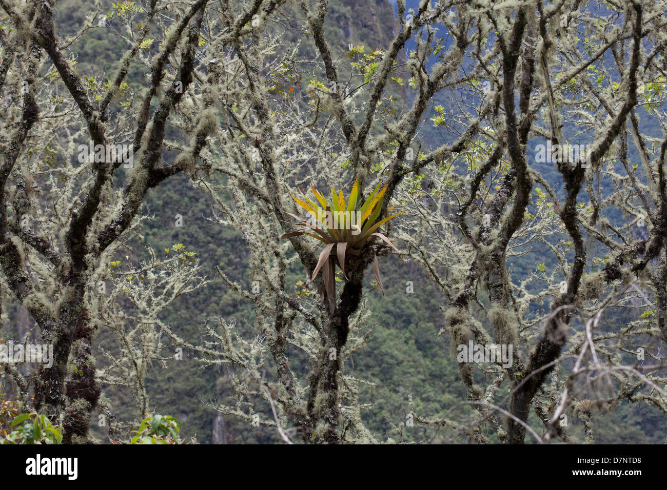 Details of the cloud forest in the Peruvian Andes at Machu Picchu Stock ...