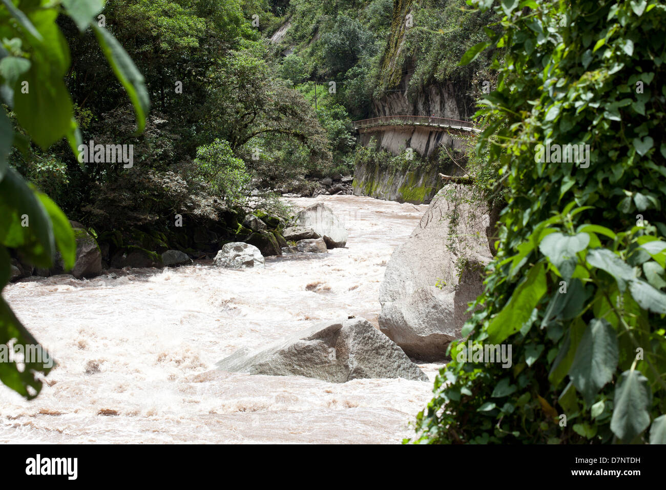 Details of the cloud forest in the Peruvian Andes at Machu Picchu Stock ...