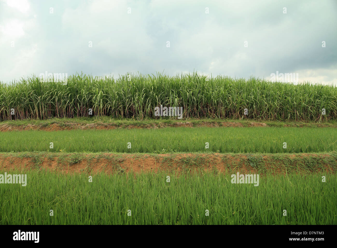 Sugarcane field hi-res stock photography and images - Alamy